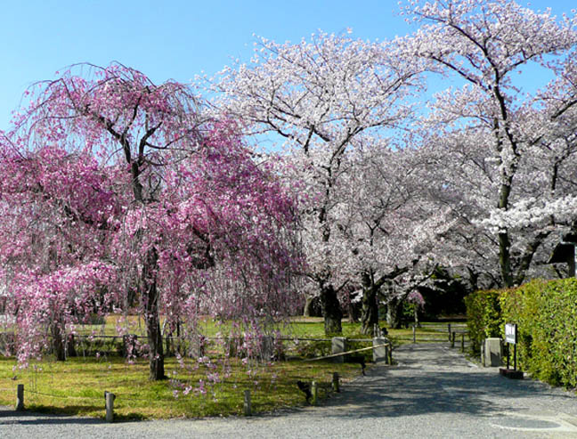 Cherry blossoms of Nijo Castle | Kyoto Rental Kimonos “Nagomi”